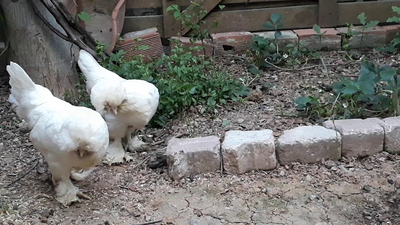 Osmanlı sultan tavukları - YouTube