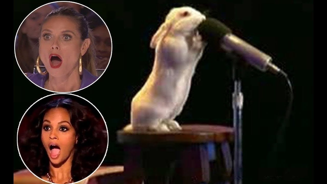 10 Animals Who Can Talk - YouTube