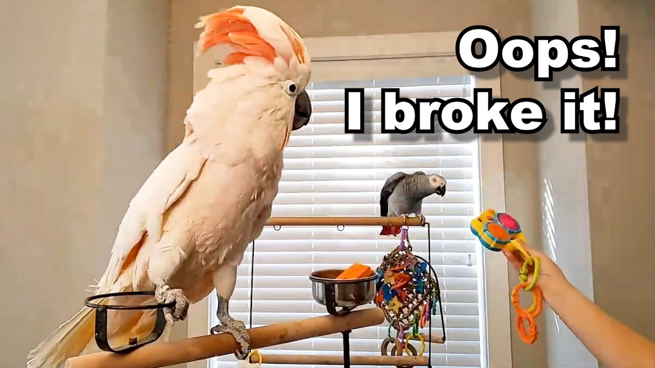 Ooops! I Broke My Favourite Toy! - YouTube