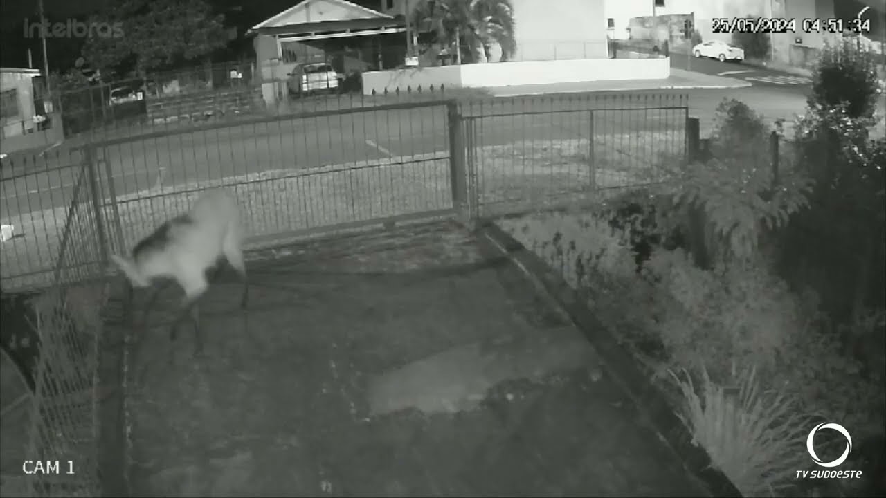 Lobo Guará, animal considerado em extinção movimentou o dia em Palmas