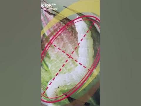 Апробатор - YouTube