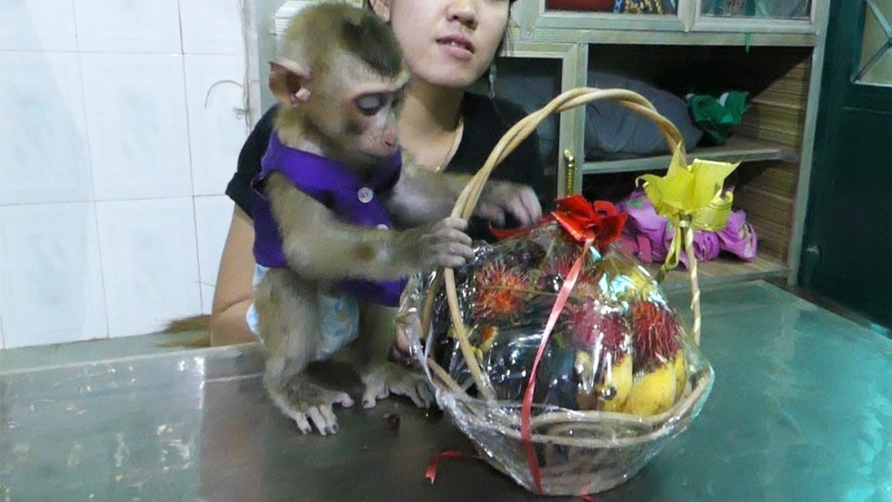 Baby Monkey Dodo | Wow Beautiful Day Mom Surprise Dodo, Dodo Happy To ...