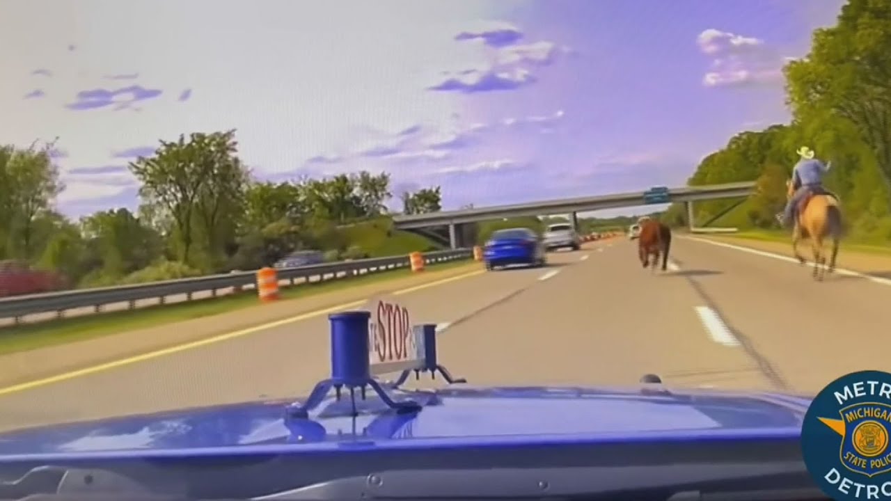 VIDEO | Cow wrangler catches runaway cow on I-75 freeway in Michigan ...