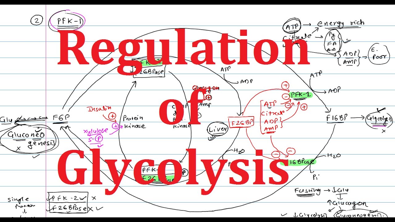 5. Glycolysis Regulation : Explained Simply | Hexokinase ...