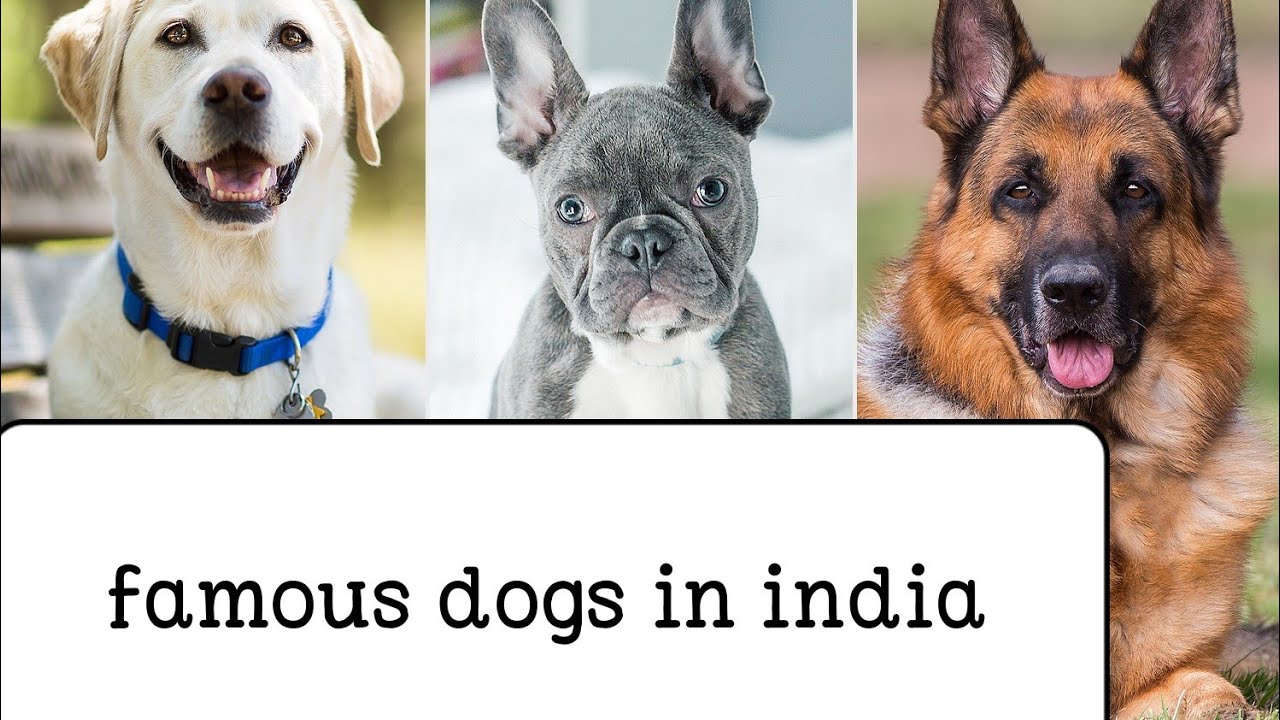 Most famous dogs in india | india main paye jane wale dog breeds | cute ...