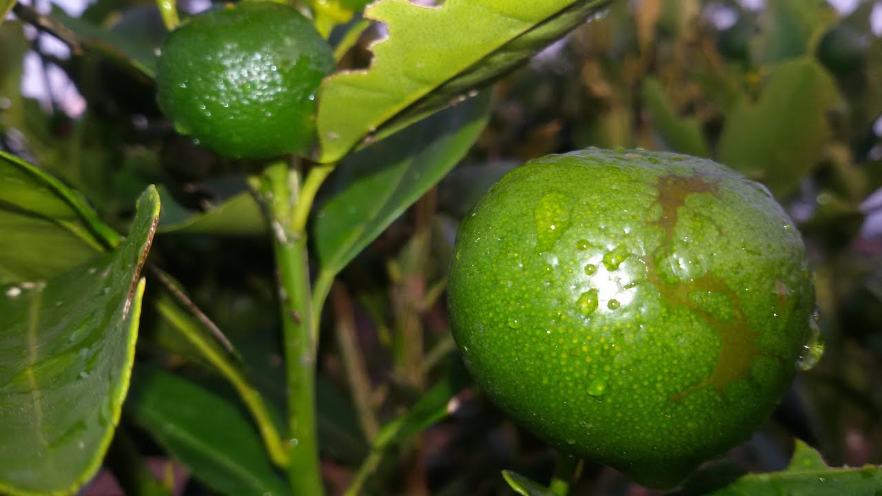 How to plant and care for a small orange tree - YouTube