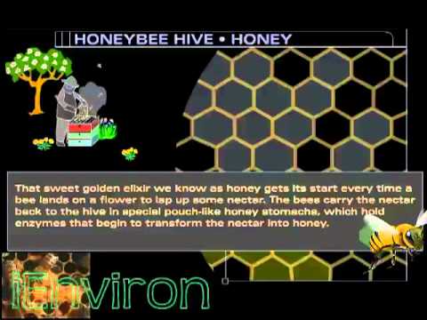 Honey Bee Hive - How Do Bees Make Honey? - YouTube