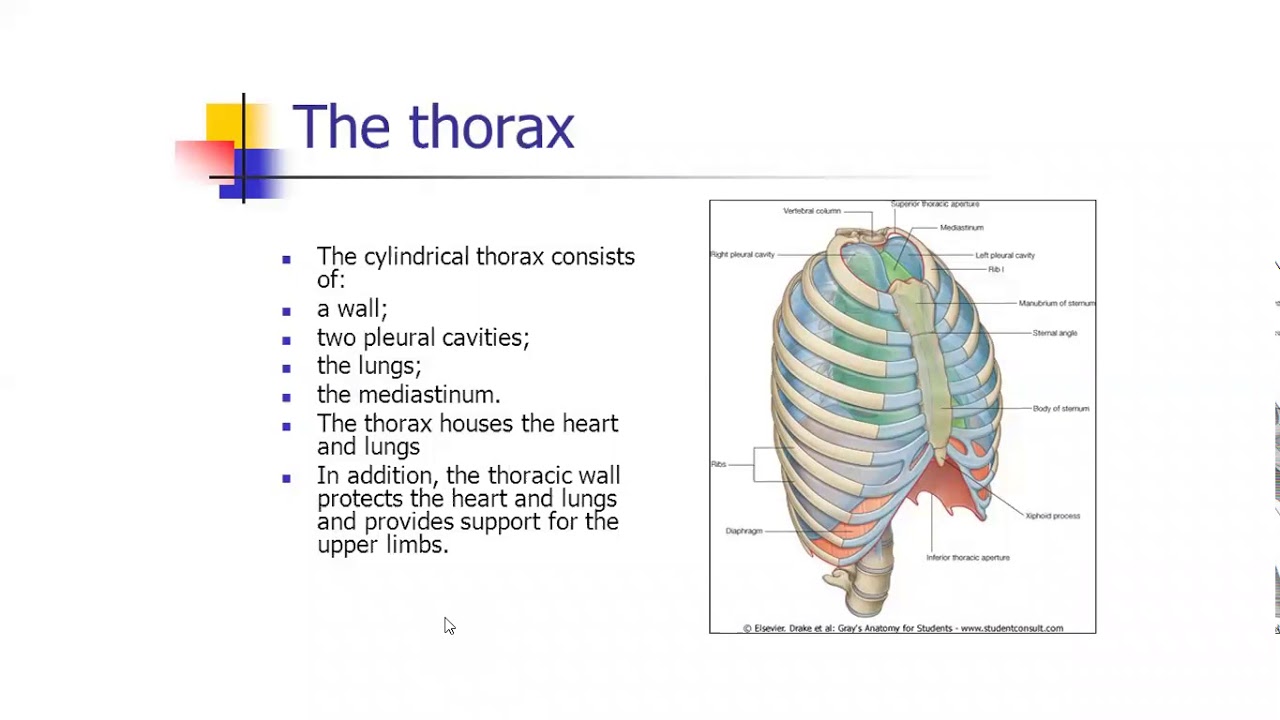 Thorax - Introduction1 - YouTube