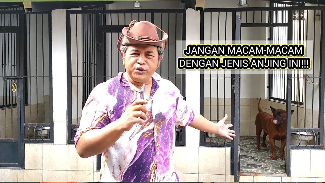 JANGAN MACAM-MACAM DENGAN JENIS ANJING INI !?!? GREBEK KANDANG ANJING ...