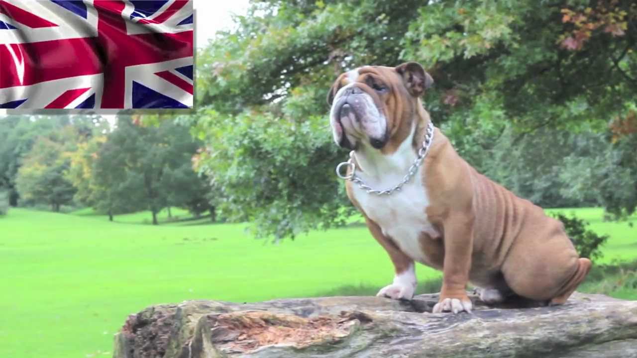 King Alfred Red and White British Bulldog for Stud by Oliver Bulldogs ...