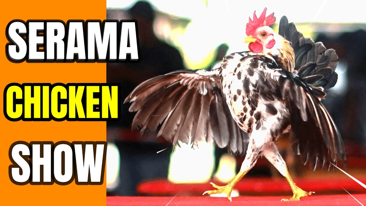 Serama Chicken Show: The Ultimate Bantam Beauty Contest - YouTube