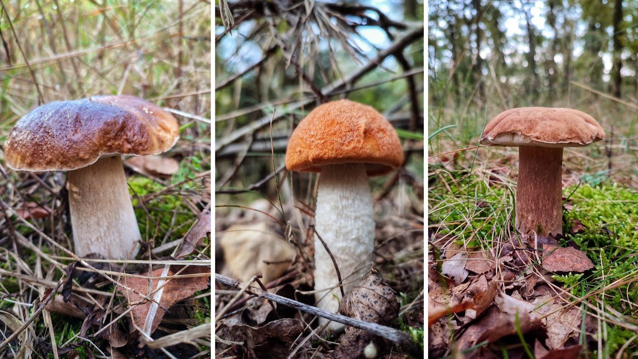 HUBY HRÍBY 2023 - hubové eldorádo to nebolo ale košík sa naplnil ...