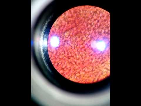 Sangre visto en microscopio - YouTube