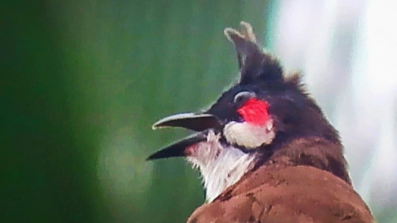 red whiskered bulbul singing 🎶 indian bulbul bird sound l bulbul bird # ...