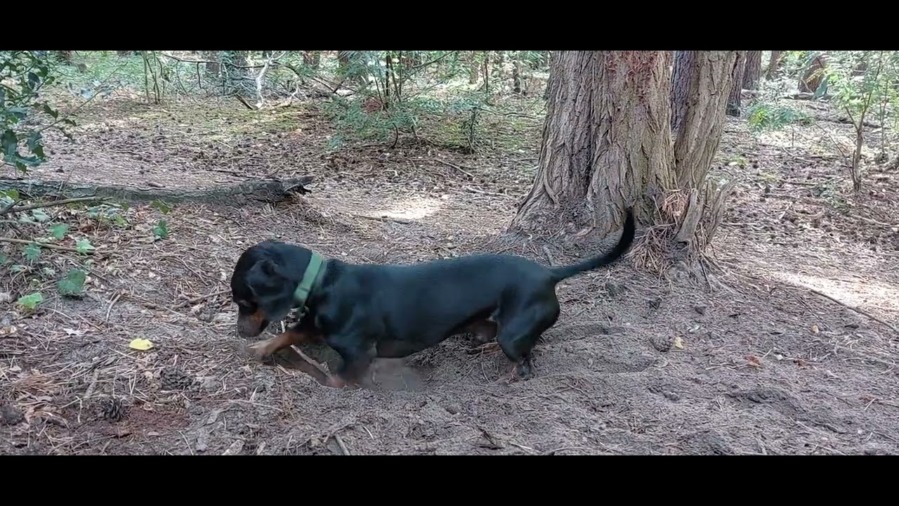 Bambusz de dachshund mining bitcoin - YouTube