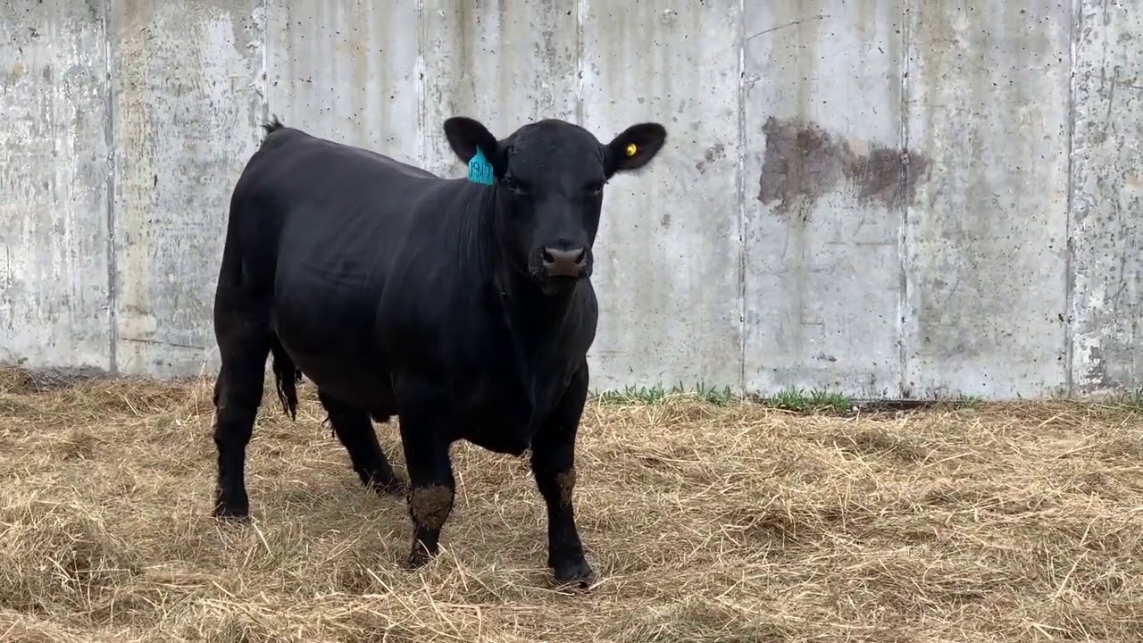 Lawson Family Farms Lot 69 - YouTube