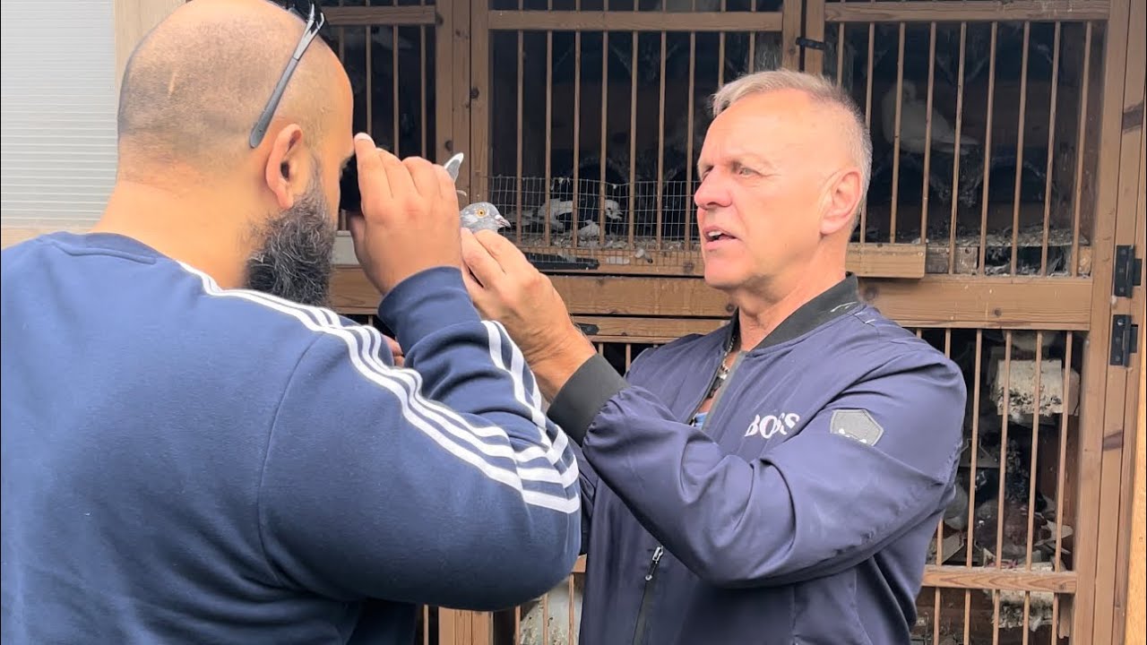 We Visit David Challoner - Birmingham Roller Pigeons - YouTube