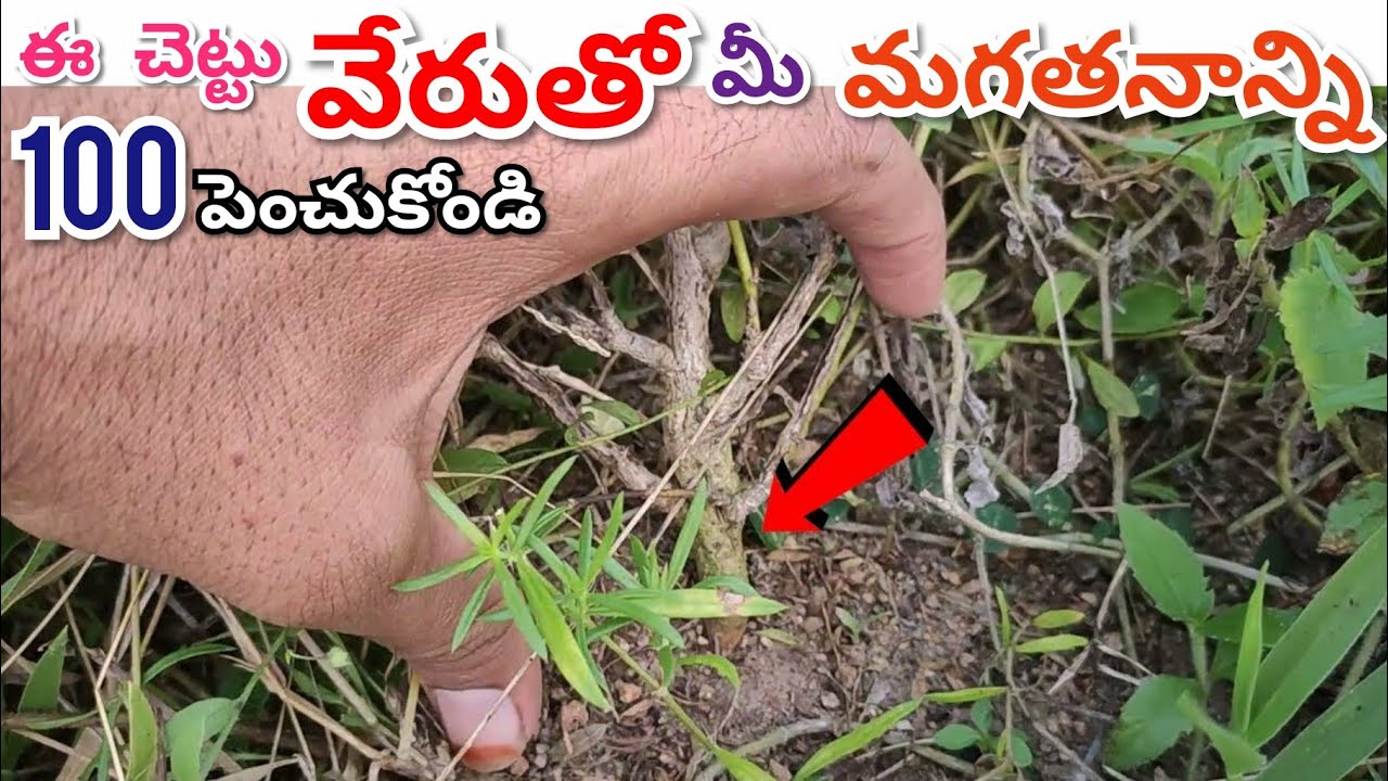 Vempali Chettu(Tephrosia Purpurea) About || Magathanam Kosam ...