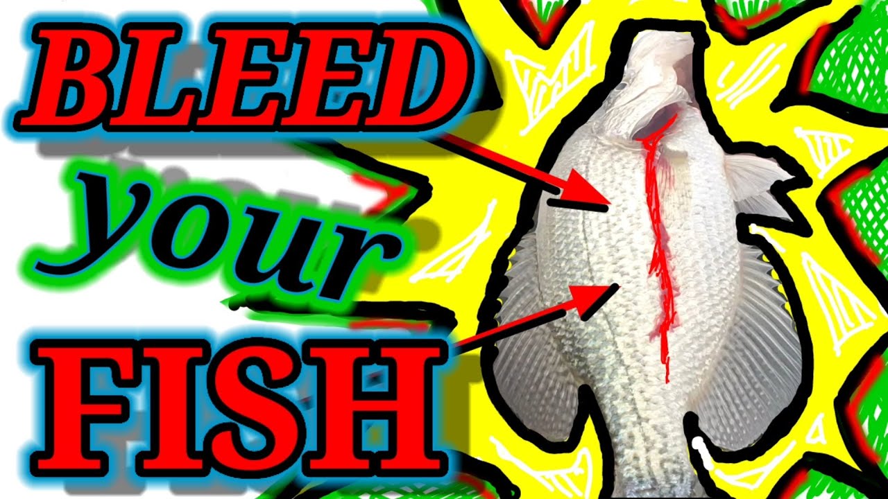 WINTER CRAPPIE LIVESCOPE CATCHES HOW TO BLEED YOUR FISH - YouTube