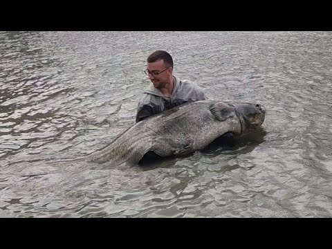 Silure du Rhône (mai 2023) - YouTube