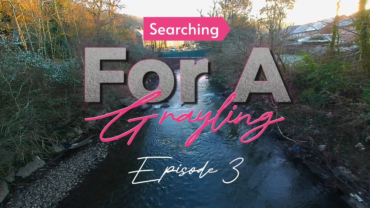 Searching For A GRAYLING - Episode 3 - Fly Fishing For Wild Grayling In Wales - YouTube