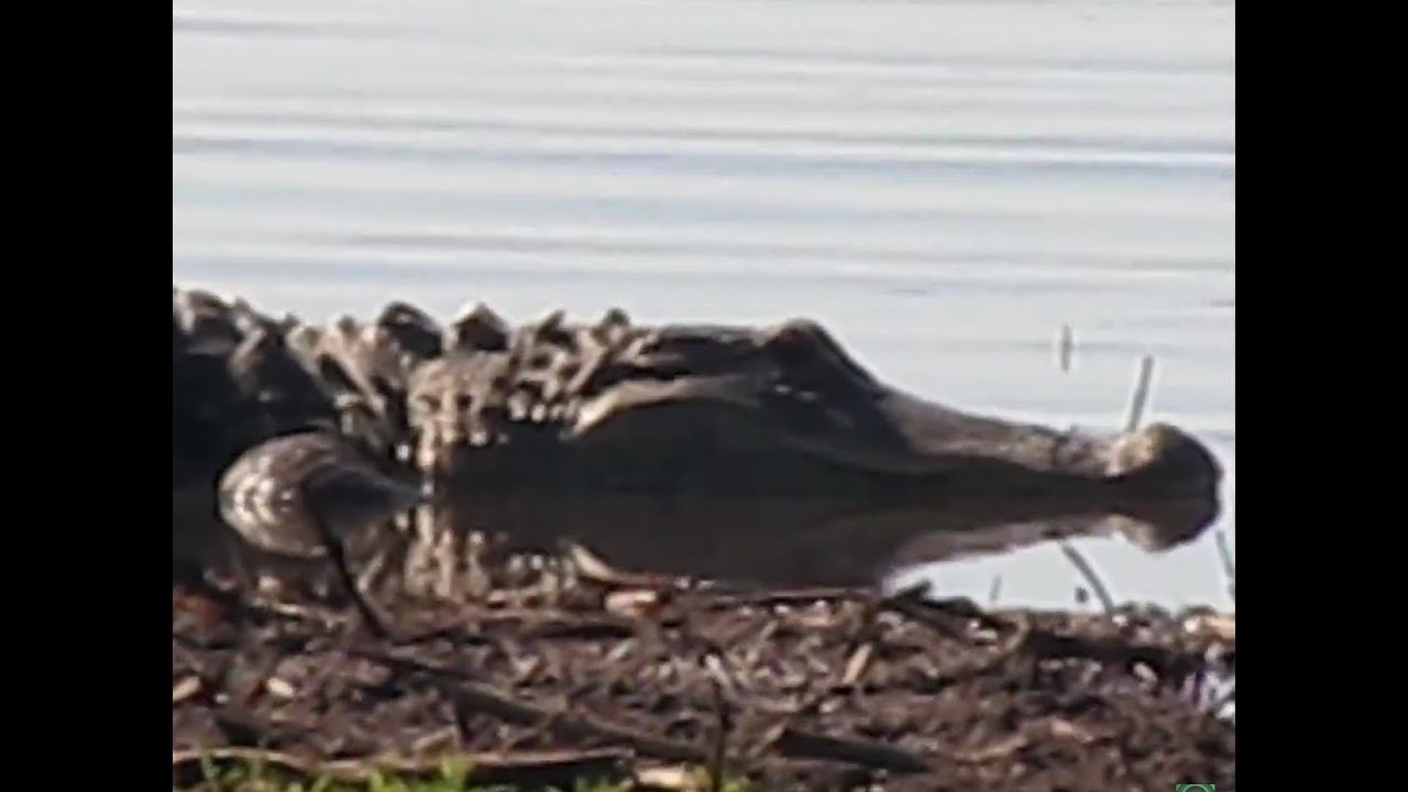Gators Jesup Lake Florida - YouTube