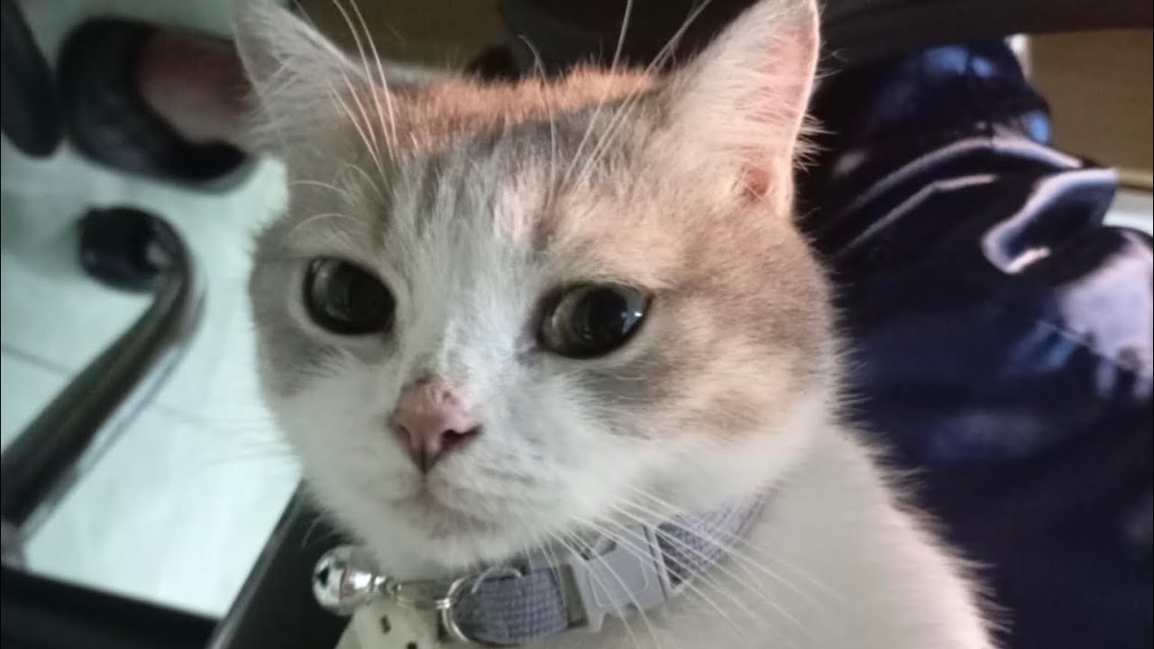 [Meow][250425] | MOONIE | TSUKI - mua chuột về cho chơi, mà sao lạ lắm ...