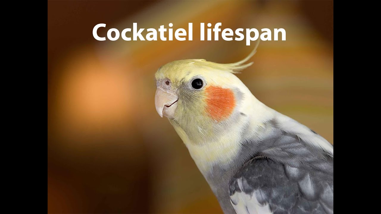 Cockatiel lifespan: How Long do Cockatiels Live? Your Guide to Health ...