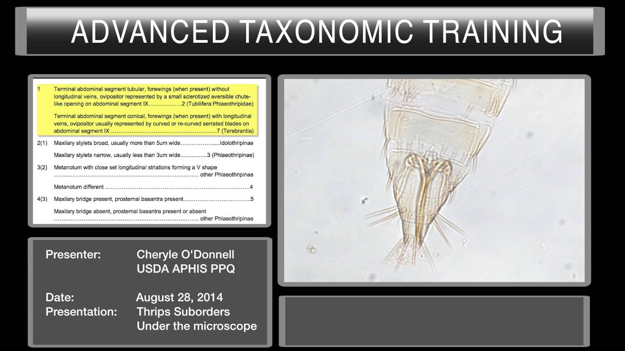 Thrips Suborders Under the microscope - YouTube
