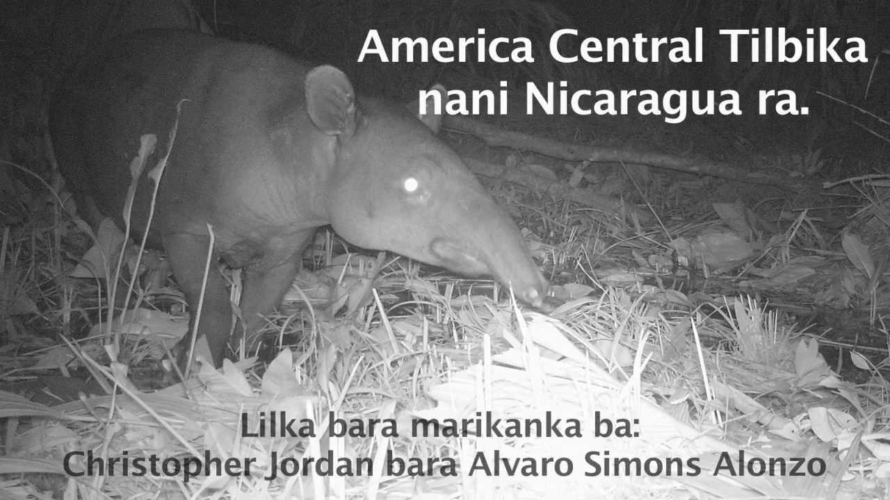 America Central Tilbika nani Nicaragua ra. Baird's Tapir in Nicaragua ...
