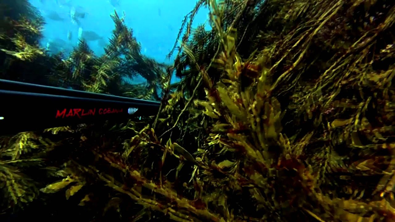 SPEARFISHING NZ - The greatest view - YouTube
