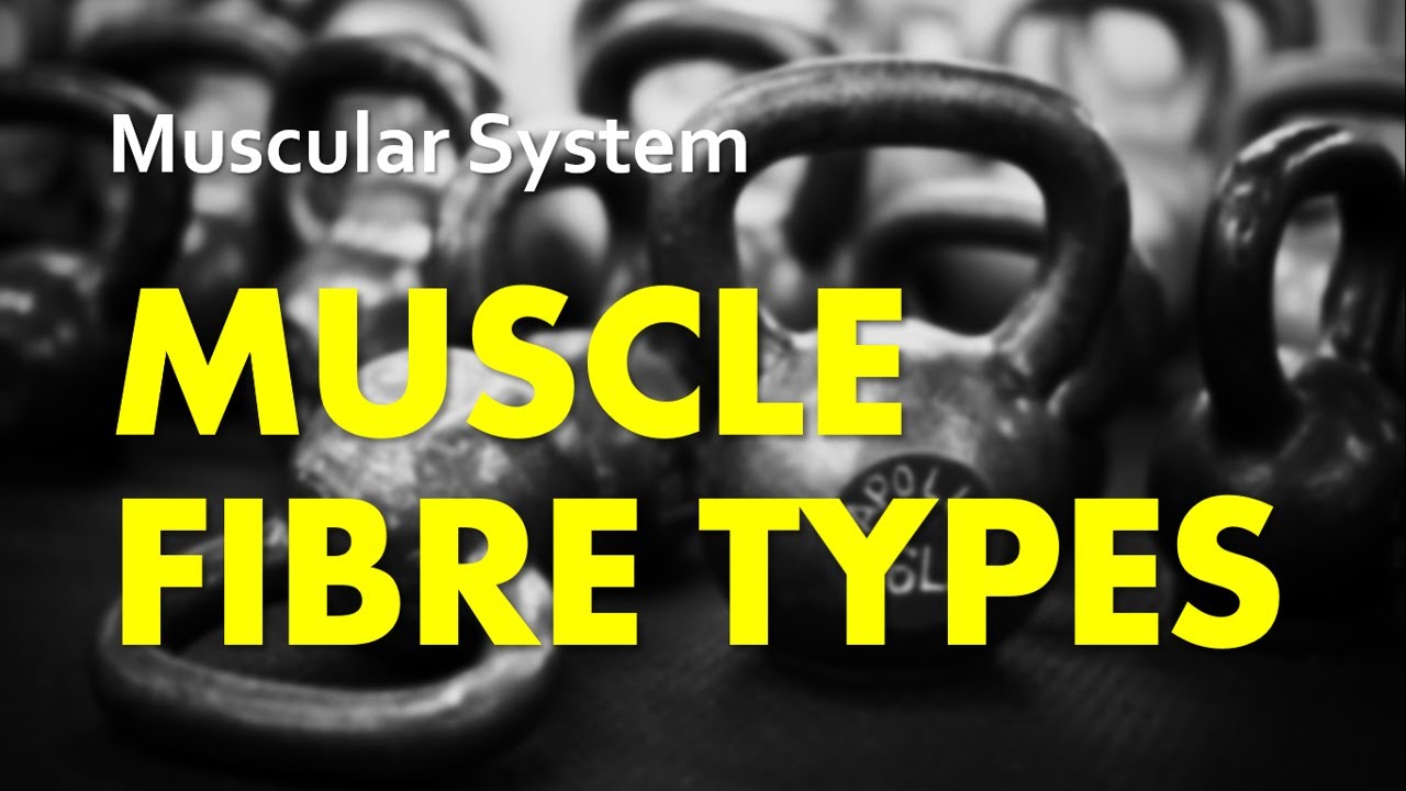 Muscle Fibre Types (& Henneman's Size Principle) | Muscular System 05 ...