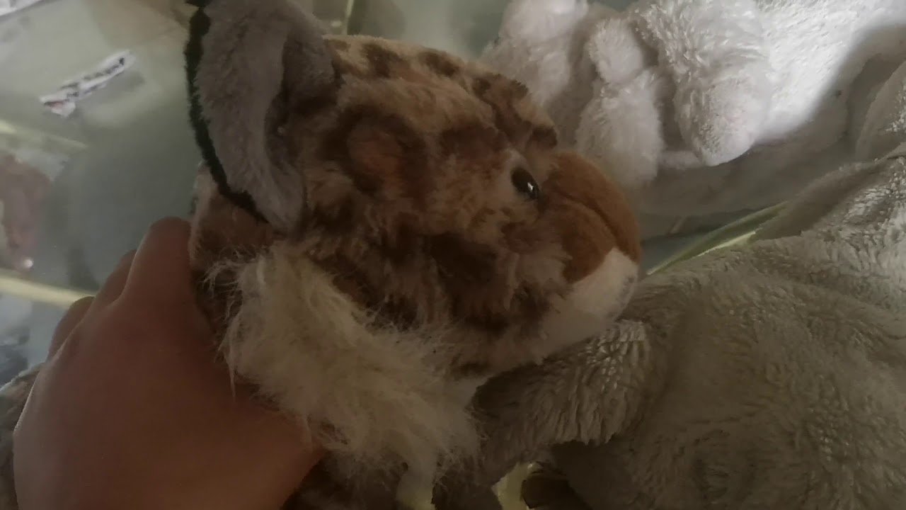 Beanie boo story, yeet - YouTube