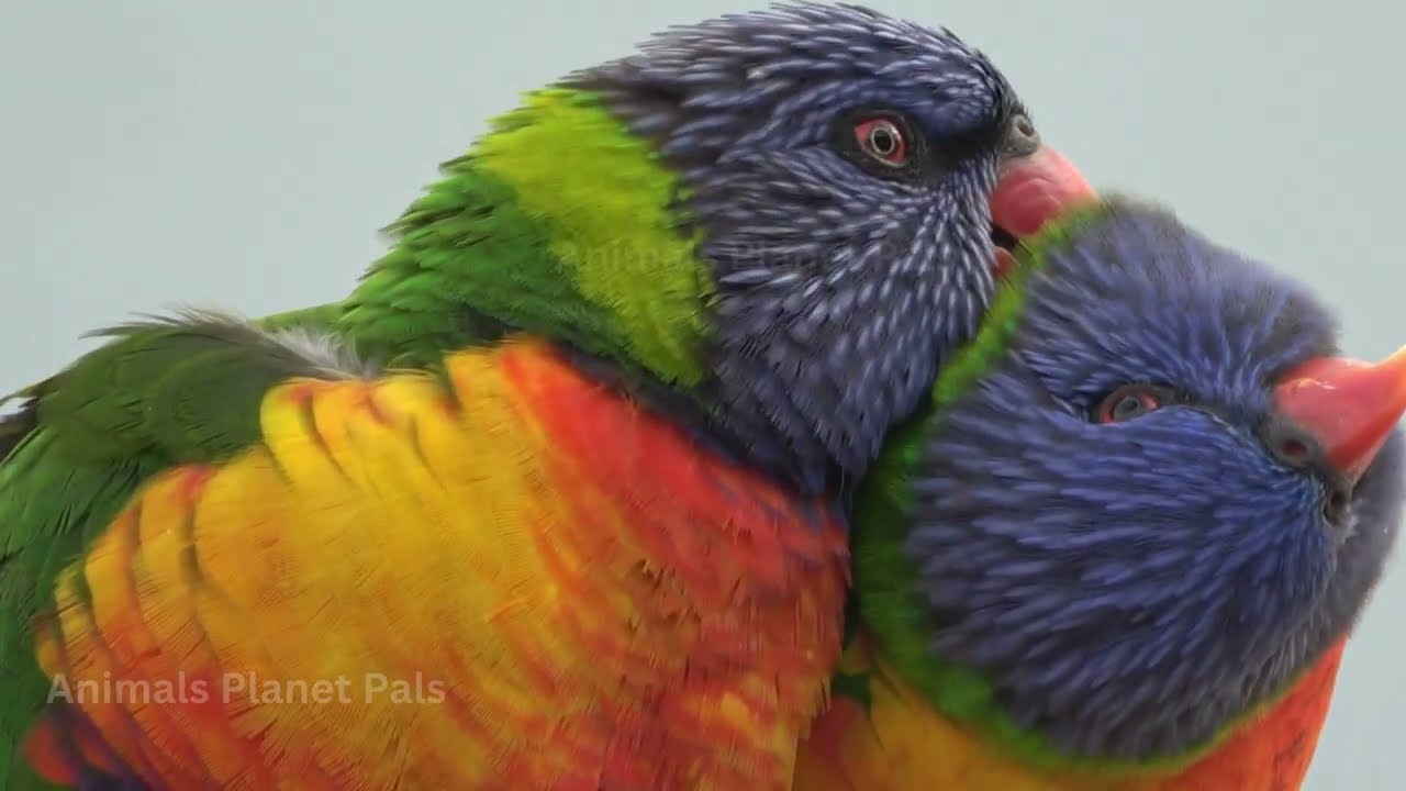 Blue and Red Macaw Sounds | Macaw Natural Voice and Calls| Talking ...