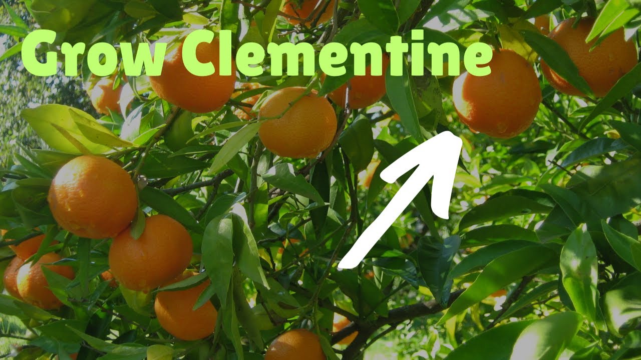 How to Grow Clementine Trees Indoors & Outdoors | Beginner's Guide ...