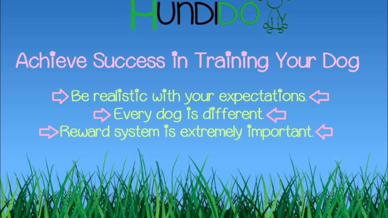 Achieve Success in Training Your Dog - YouTube