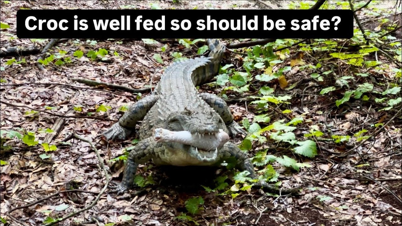 Croc is well fed so should be safe? Sanctuary vlog - YouTube