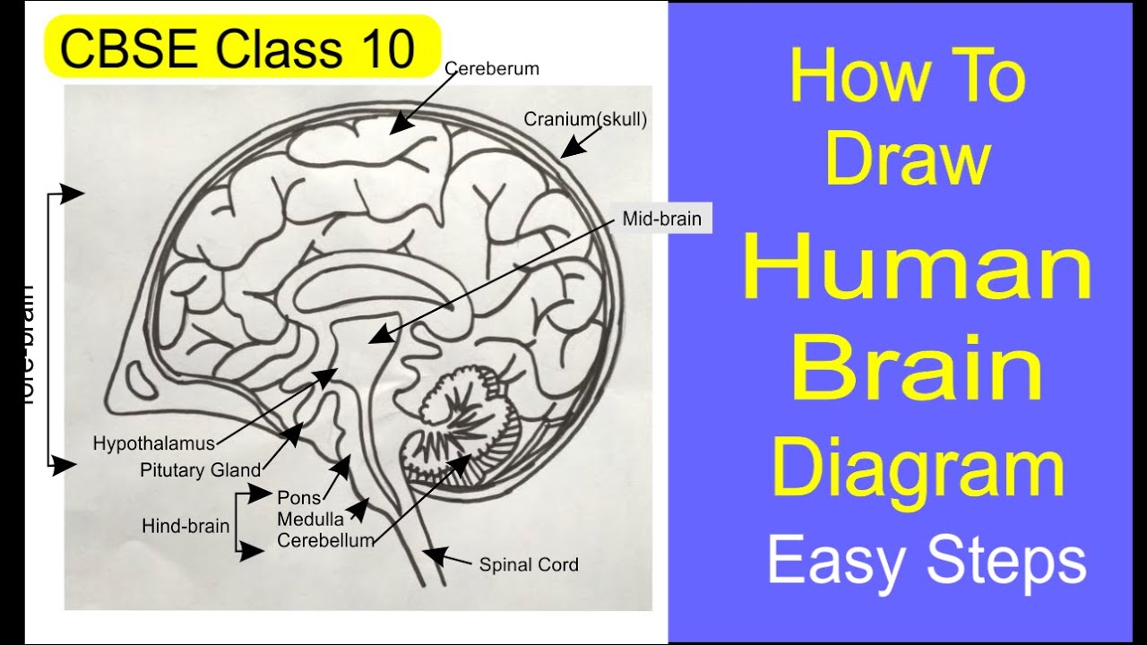 How to draw Human Brain diagram | very easy step by step drawing for ...