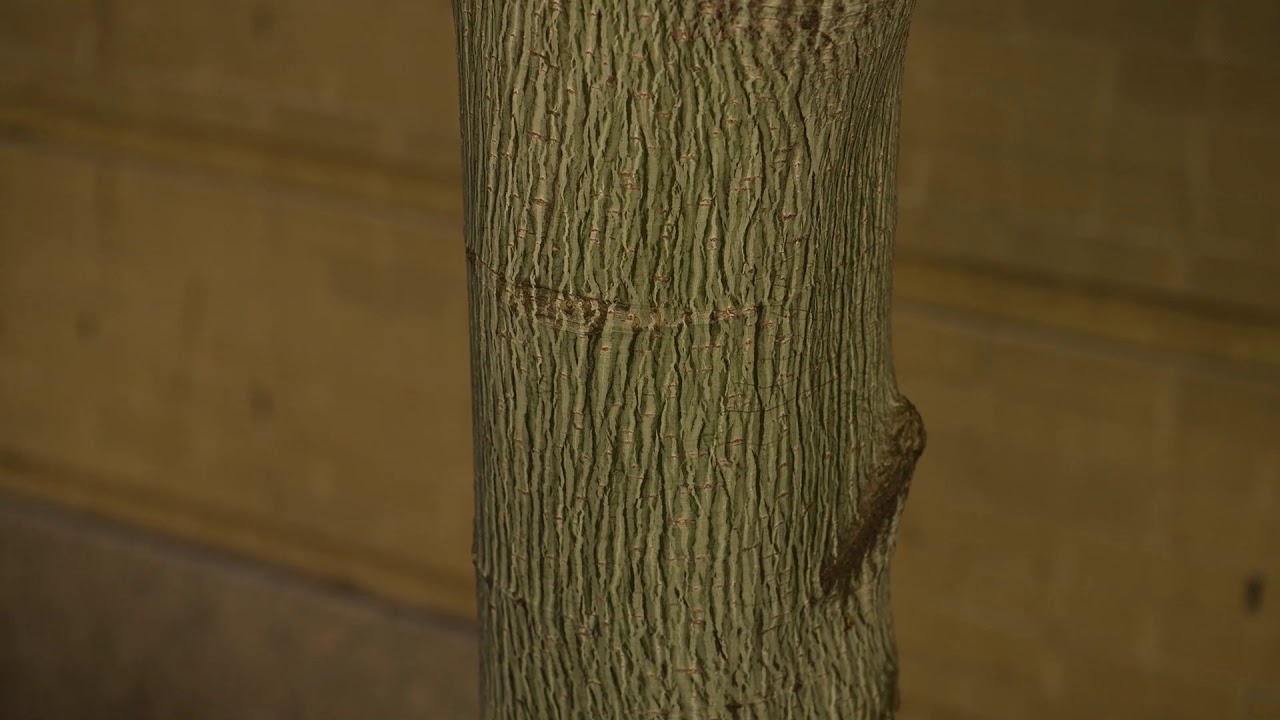 Acer pensylvanicum - Striped Maple, Moosewood, Snake Bark Maple - YouTube