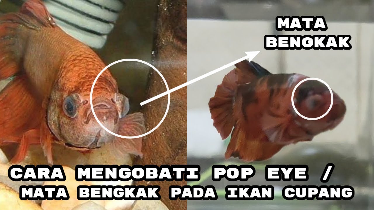 CARA MENGOBATI POP EYE / MATA BENGKAK PADA IKAN CUPANG - YouTube