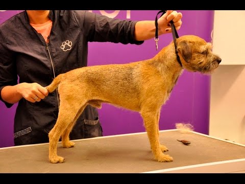 Grooming Guide - Border Terrier Handstrip - Pro Groomer