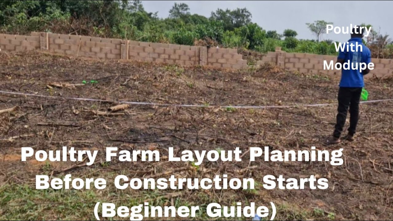Poultry Farm Layout Planning Before Construction Starts (Beginner Guide ...