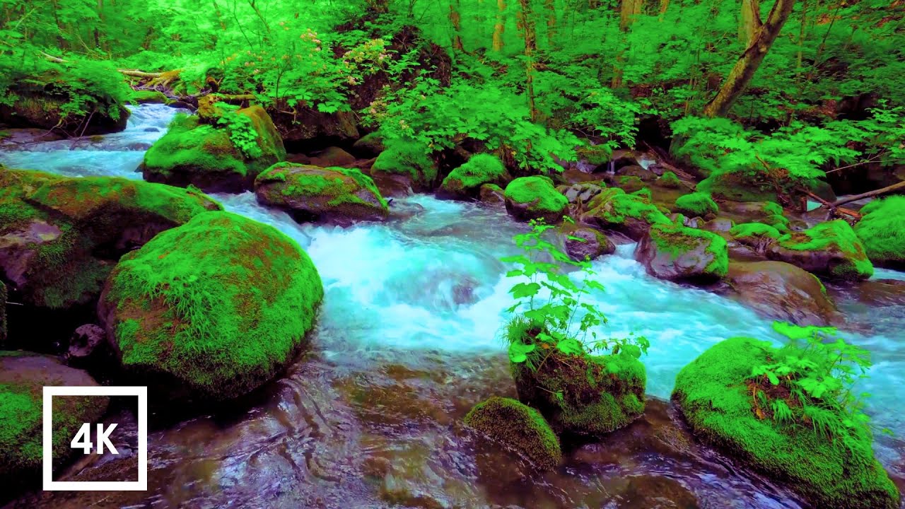 Peaceful babbling forest stream, pleasant birdsong that soothes your ...