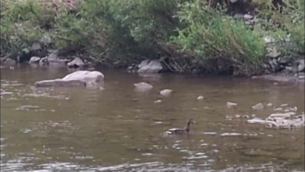 Beautiful Nature 😍 1: Credit River: August 05 - YouTube