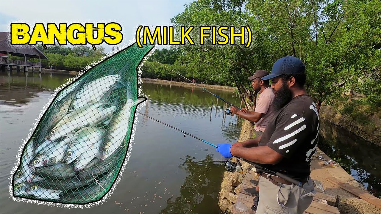 WE WENT FISHING FOR BANGUS (MILK FISH). CEBU PHILIPPINES - YouTube