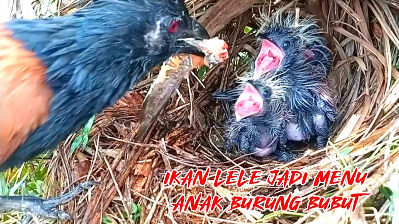 SANG PREDATOR BIRD‼️IKAN LELE JADI SANTAPAN ANAK BURUNG BUBUT - YouTube