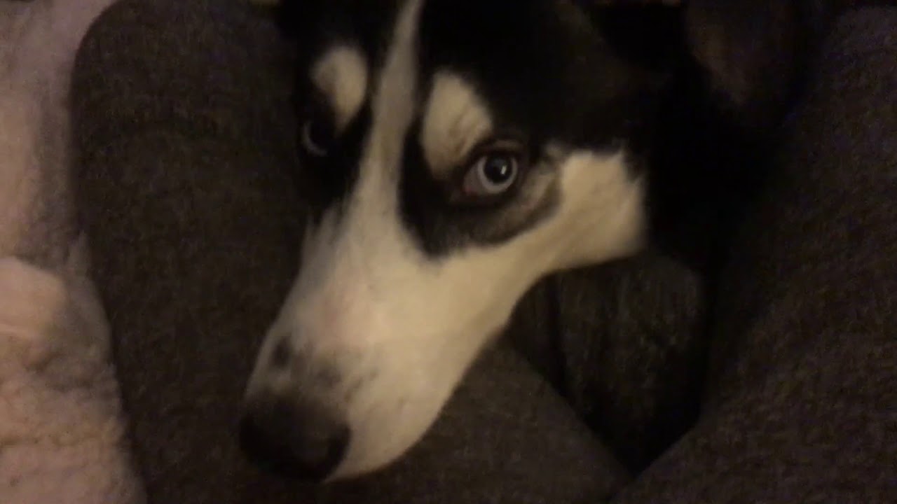 Husky has a deep voice! - YouTube