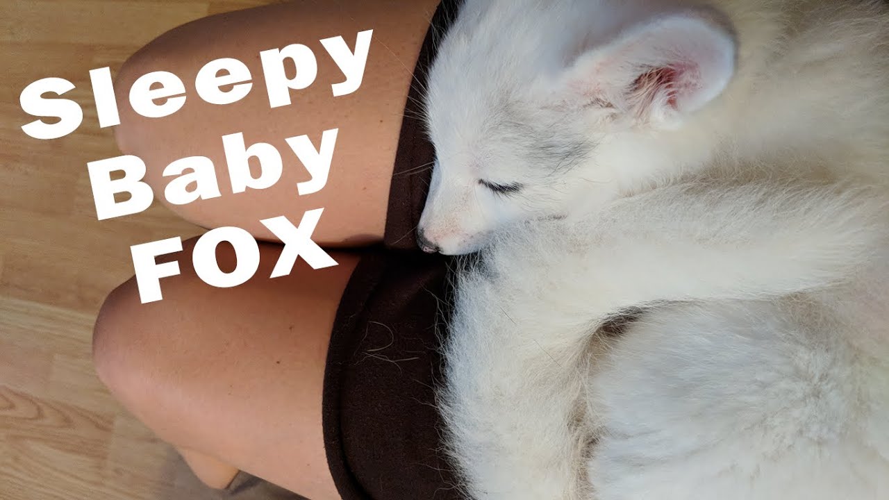 Adorable Baby Fox Pets Compilation! - YouTube