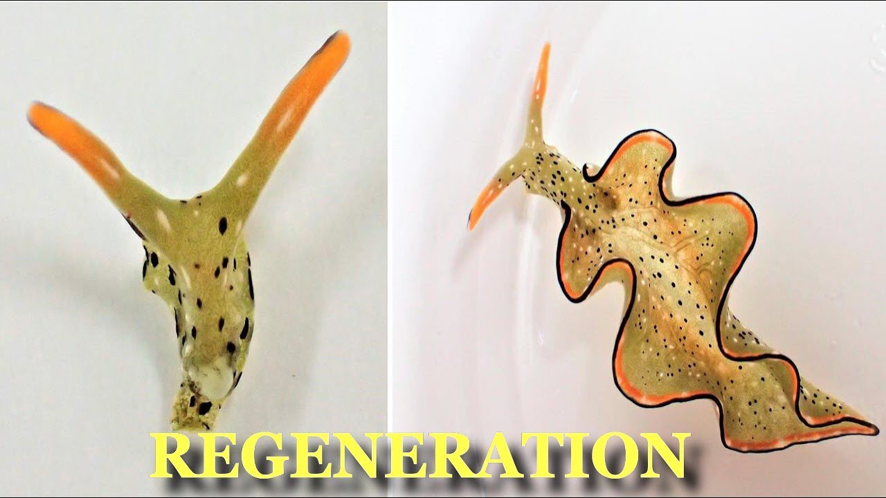 Self-Decapitating Sea Slugs Can Sever Own Heads And Regenerate A New ...