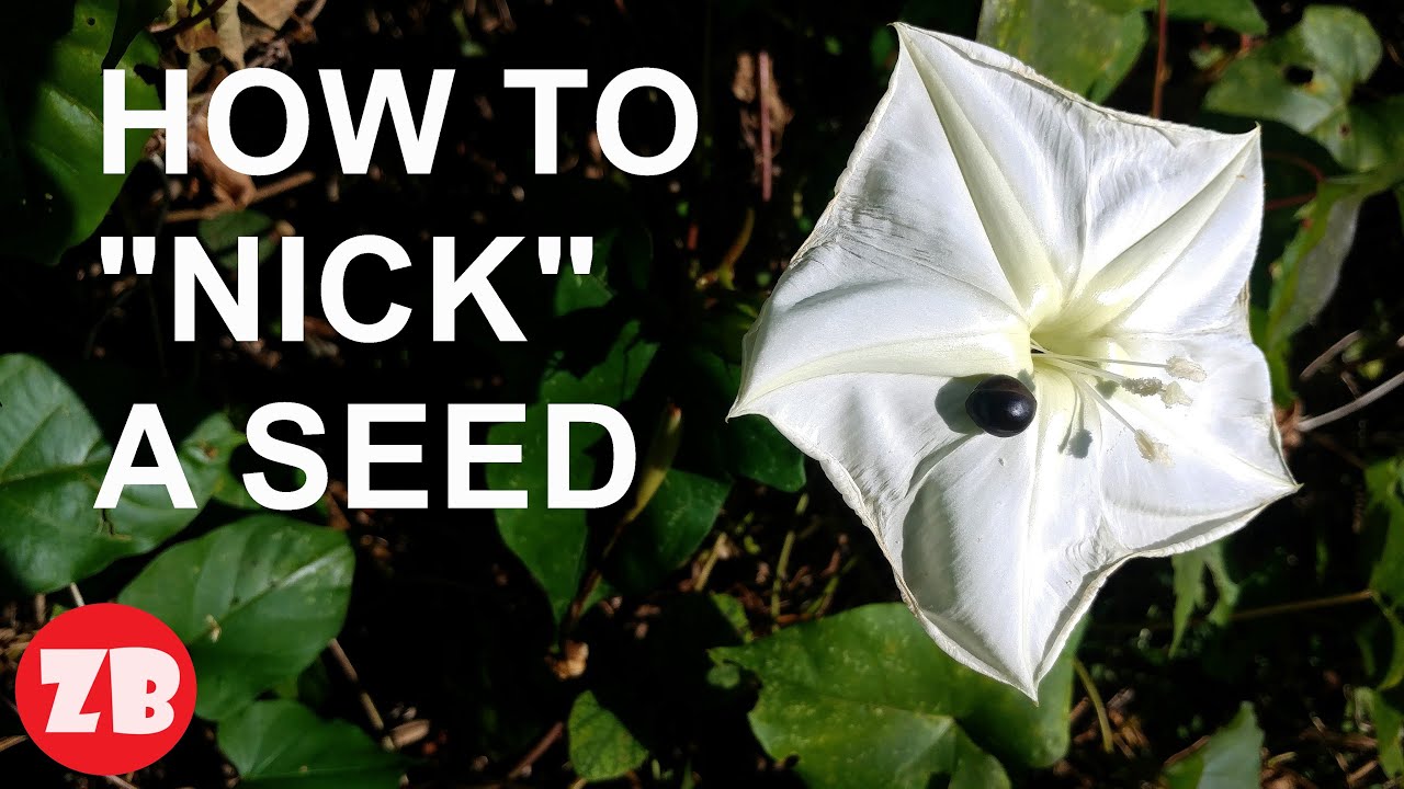 How to Nick a Seed - YouTube
